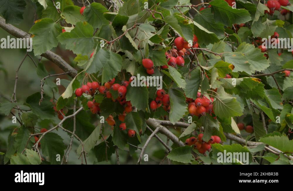 Wild crab apple tree Stock Videos & Footage - HD and 4K Video Clips - Alamy
