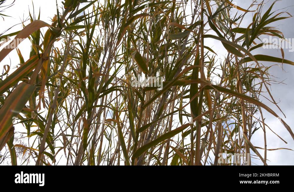 Bamboo cane plants Stock Videos & Footage - HD and 4K Video Clips - Alamy