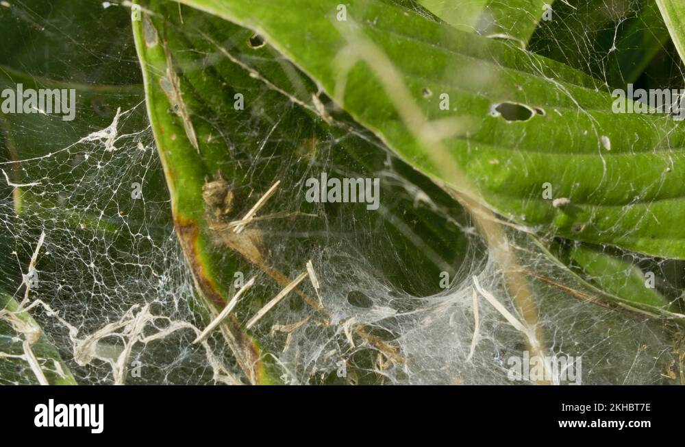 Spider lair Stock Videos & Footage - HD and 4K Video Clips - Alamy