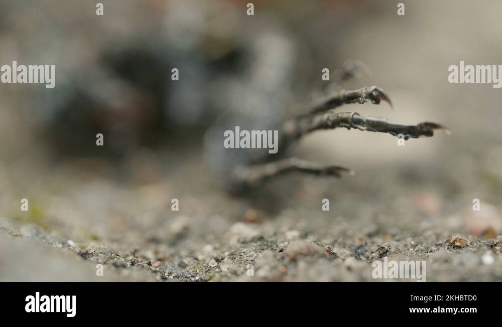 Swarm of red fire ants eating a body of dead lizzard on the floor close ...