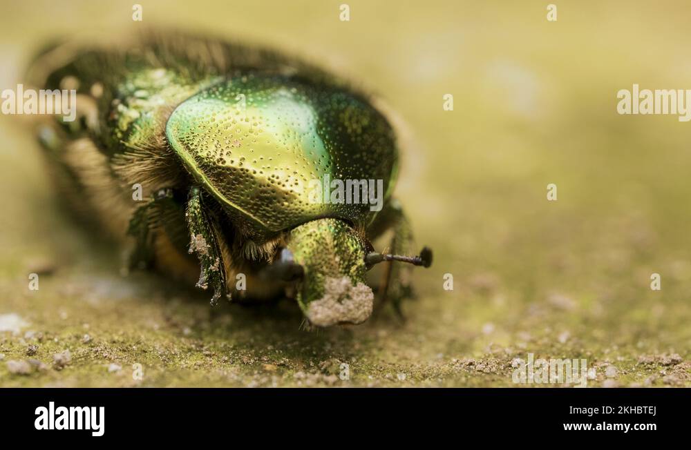 Cetonia aurata called rose Stock Videos & Footage - HD and 4K Video ...