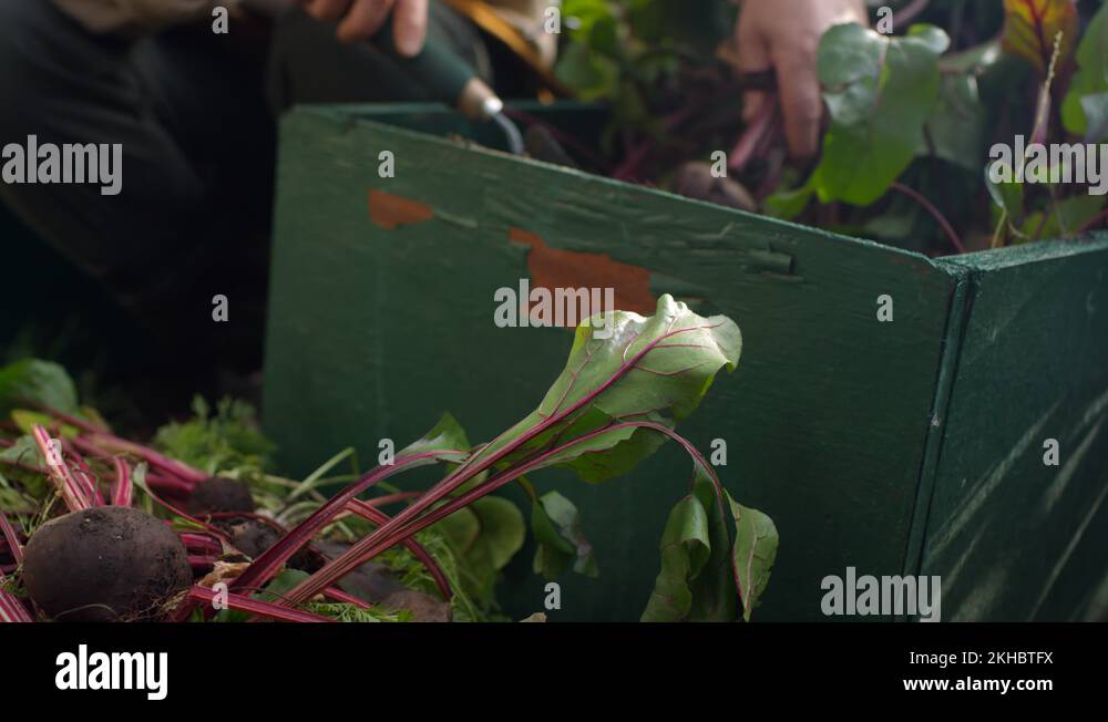 Beetroot hands Stock Videos & Footage - HD and 4K Video Clips - Alamy