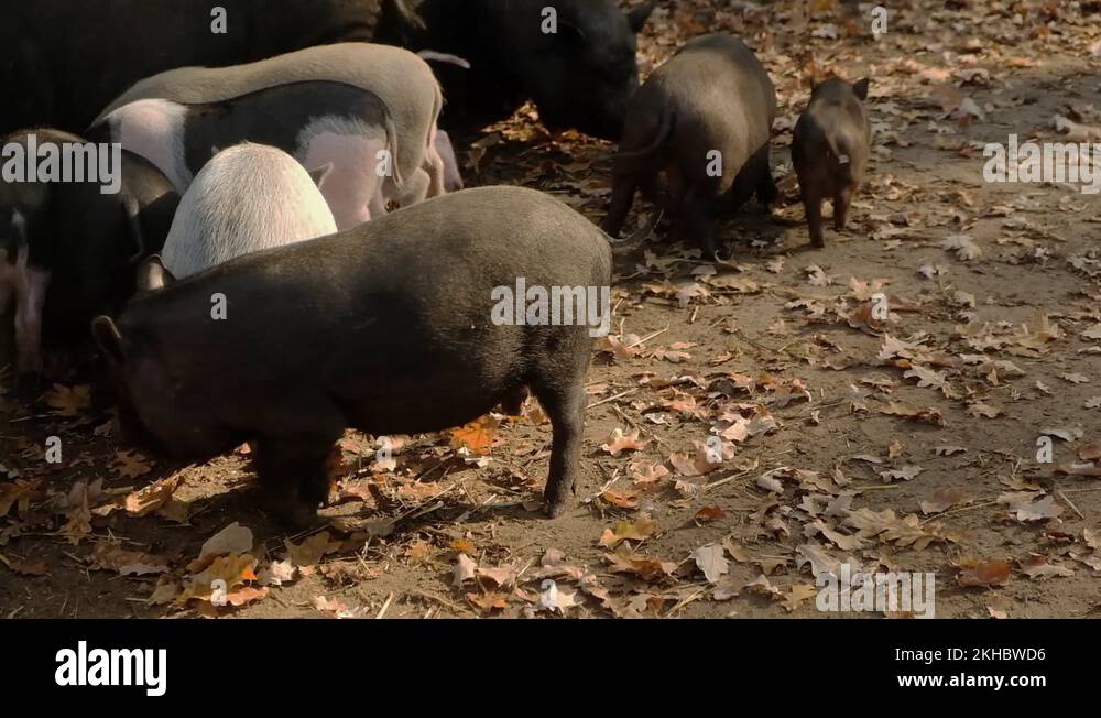Agriculture farming farm piglet pigs Stock Videos & Footage - HD and 4K ...