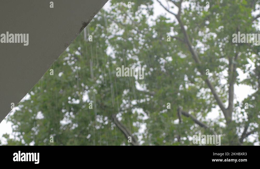Tree precipitation Stock Videos & Footage - HD and 4K Video Clips - Alamy