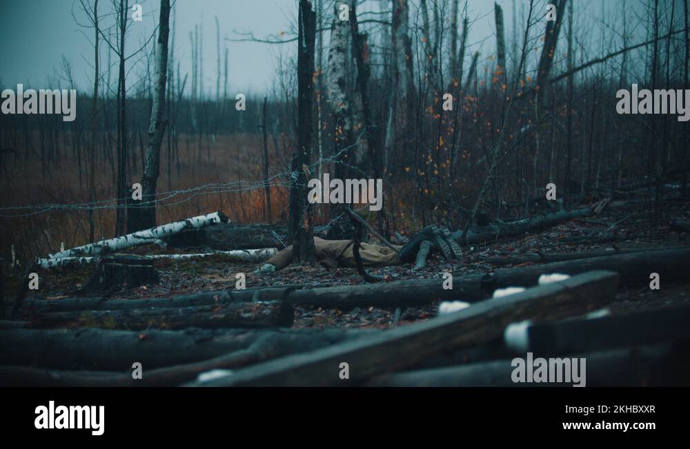 Great dead lying tree Stock Videos & Footage - HD and 4K Video Clips ...