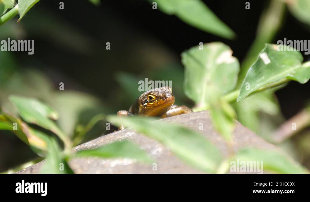 Catching an insect Stock Videos & Footage - HD and 4K Video Clips - Alamy