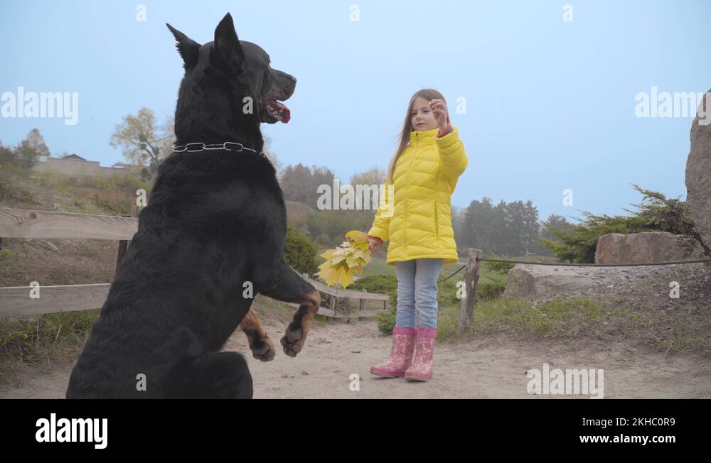 Back view of big black doberman standing on hind legs asking for snack ...