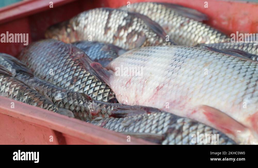 Stack fish Stock Videos & Footage - HD and 4K Video Clips - Alamy