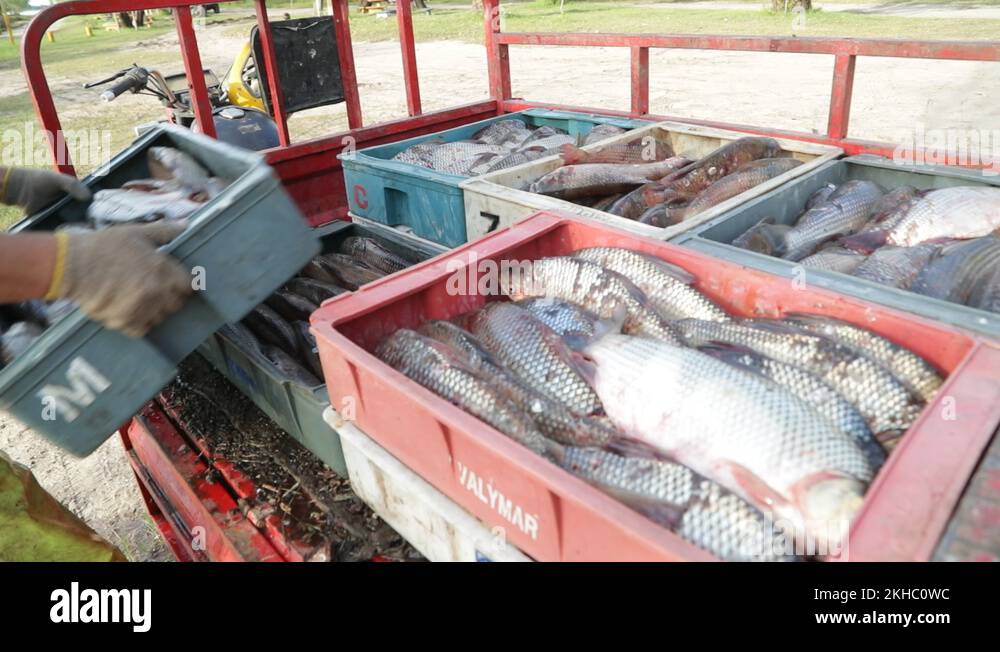 Fisherman boxes Stock Videos & Footage - HD and 4K Video Clips - Alamy