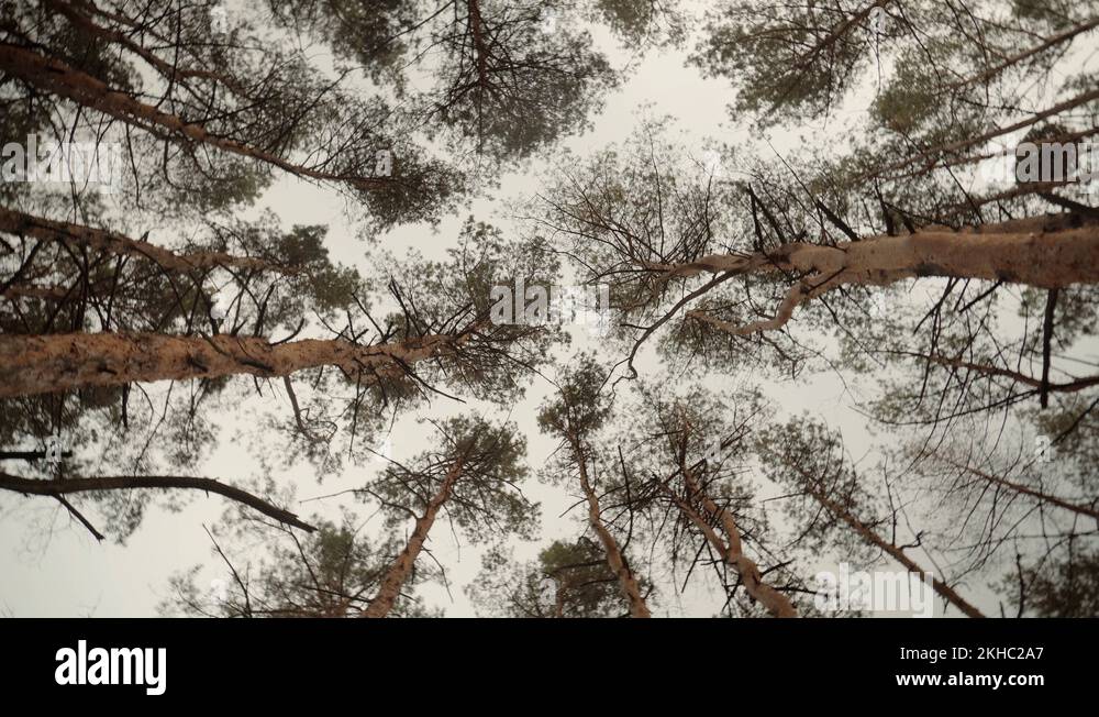 Looking up into forest Stock Videos & Footage - HD and 4K Video Clips ...