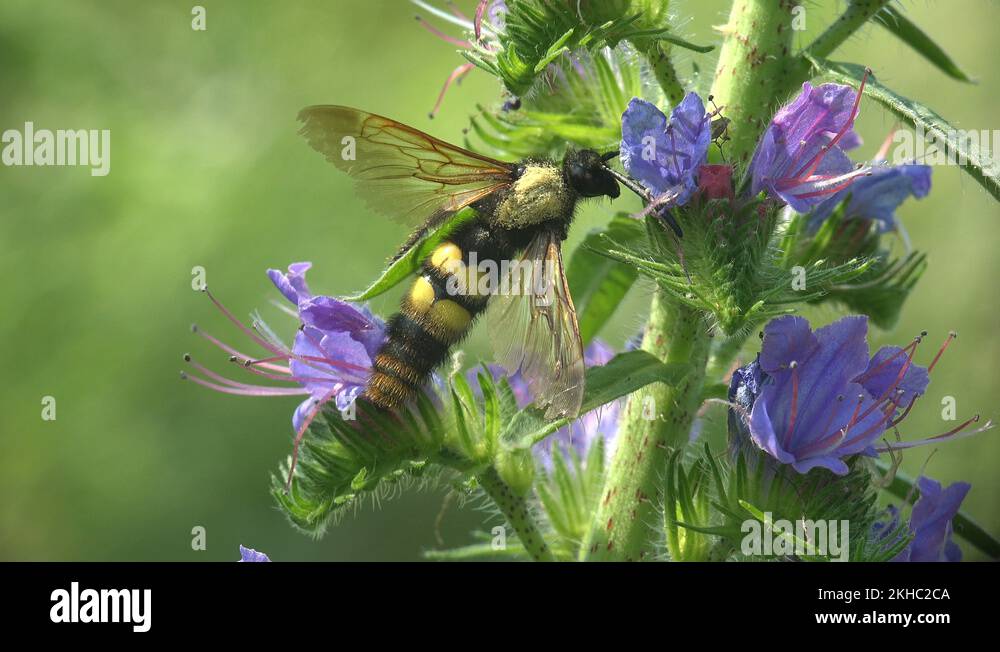Killer hawk Stock Videos & Footage - HD and 4K Video Clips - Alamy