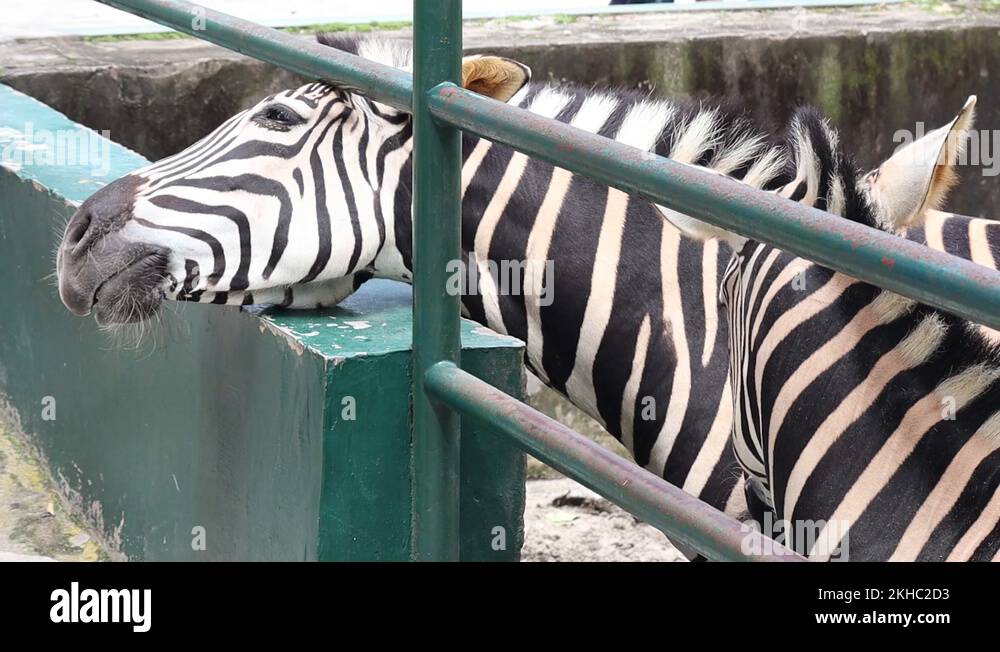 Sleeping zebra in zoo Stock Videos & Footage - HD and 4K Video Clips ...