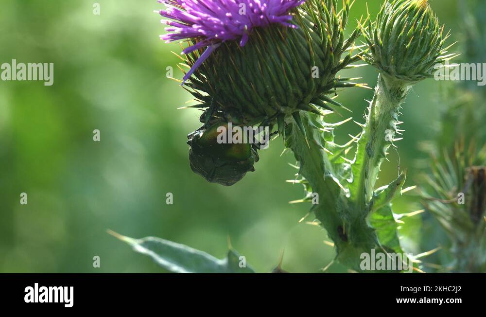 Cotinis nitida, green June beetle, June bug, June beetle, beetle of ...