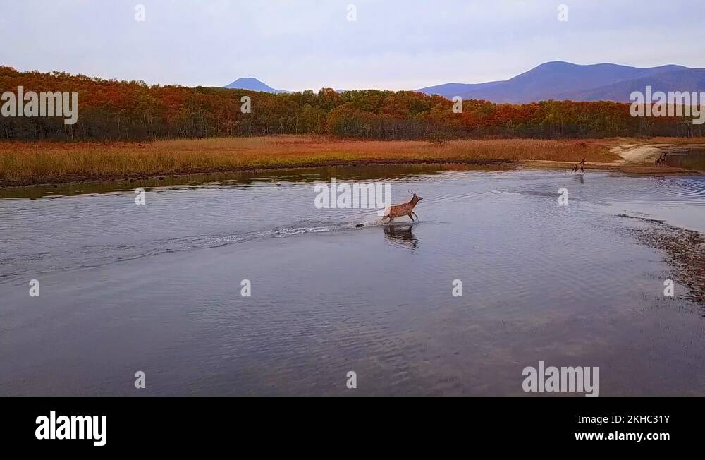 Red deer runs along the Blagodatnoye Lake in the Sikhote-Alin Biosphere ...