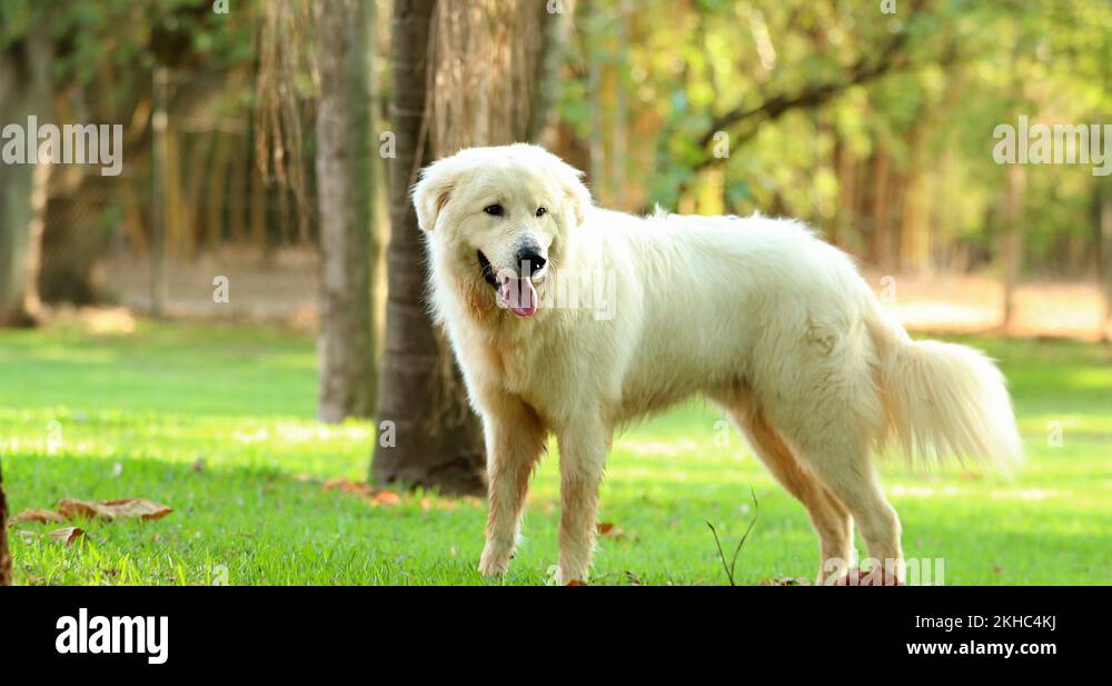 Beautiful expressive dog with instincts on high alert noticing ...