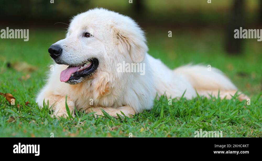 Beautiful looking wolf dog in 4k resolution. Pure bred breed of dog ...