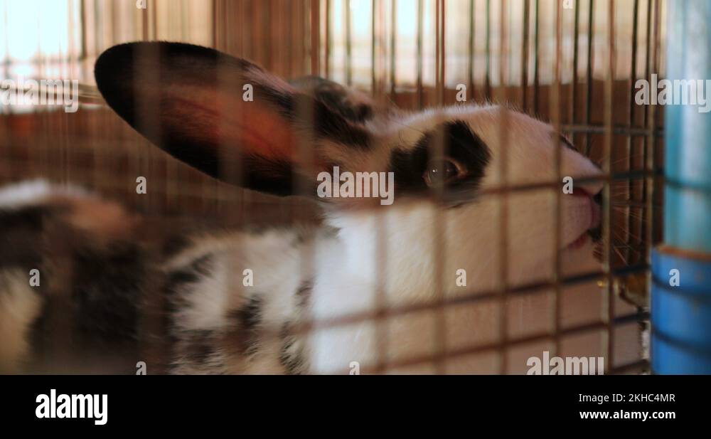 Bunny inside cage in 4K. Domesticated rabbit inside organic farm ...