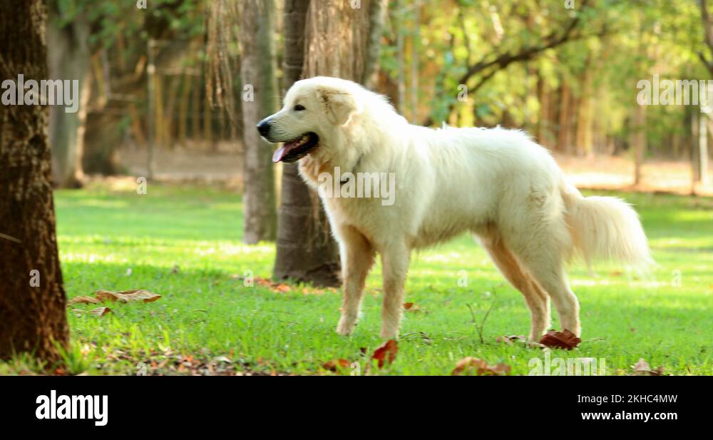 Pure bred animals Stock Videos & Footage - HD and 4K Video Clips - Alamy