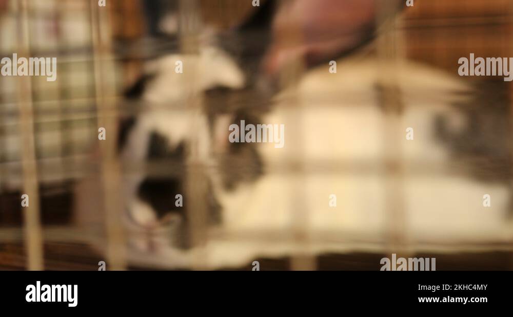 Bunny inside cage in 4K. Domesticated rabbit inside organic farm ...