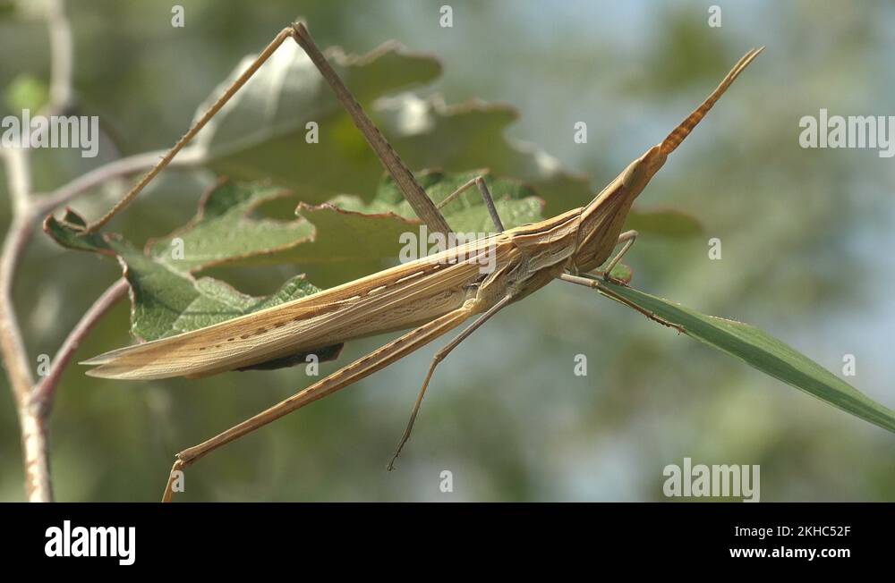 Acrida cinerea, Oriental longheaded grasshopper/locust, Chinese ...