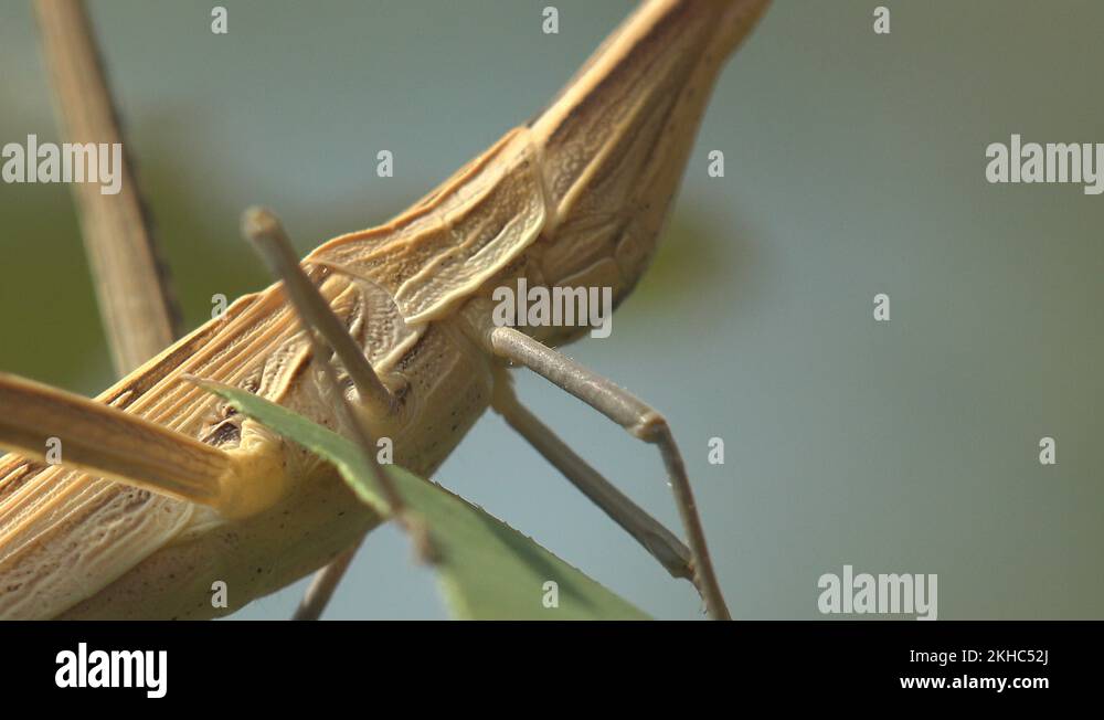 Acrida cinerea, Oriental longheaded grasshopper/locust, Chinese ...
