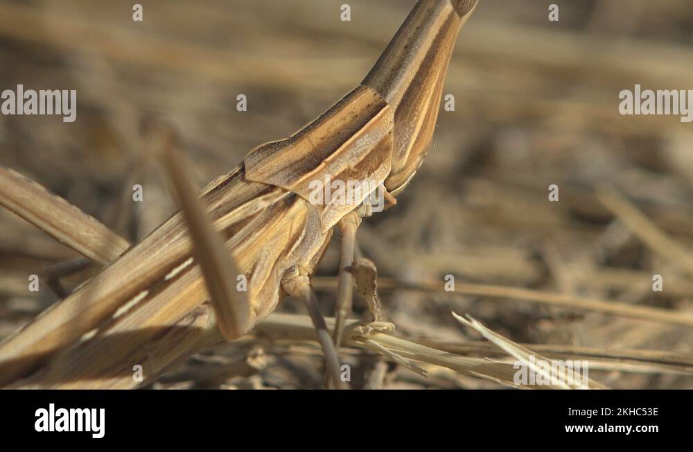 Acrida cinerea, Oriental longheaded grasshopper/locust, Chinese ...