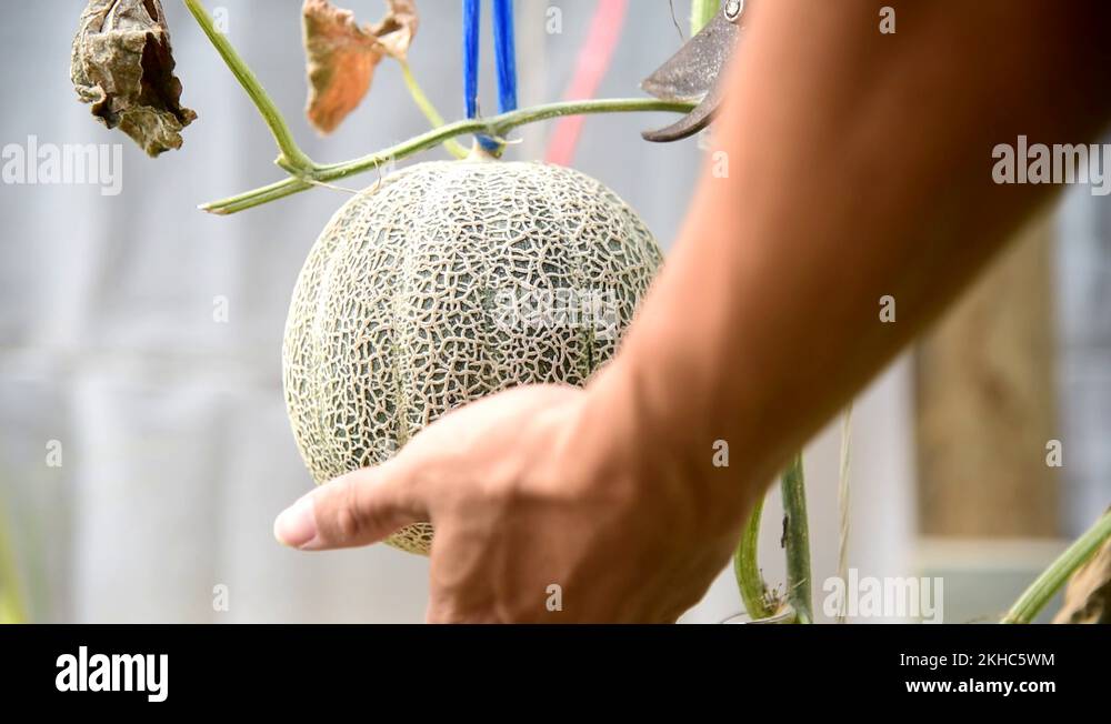 Water melon man Stock Videos & Footage - HD and 4K Video Clips - Alamy