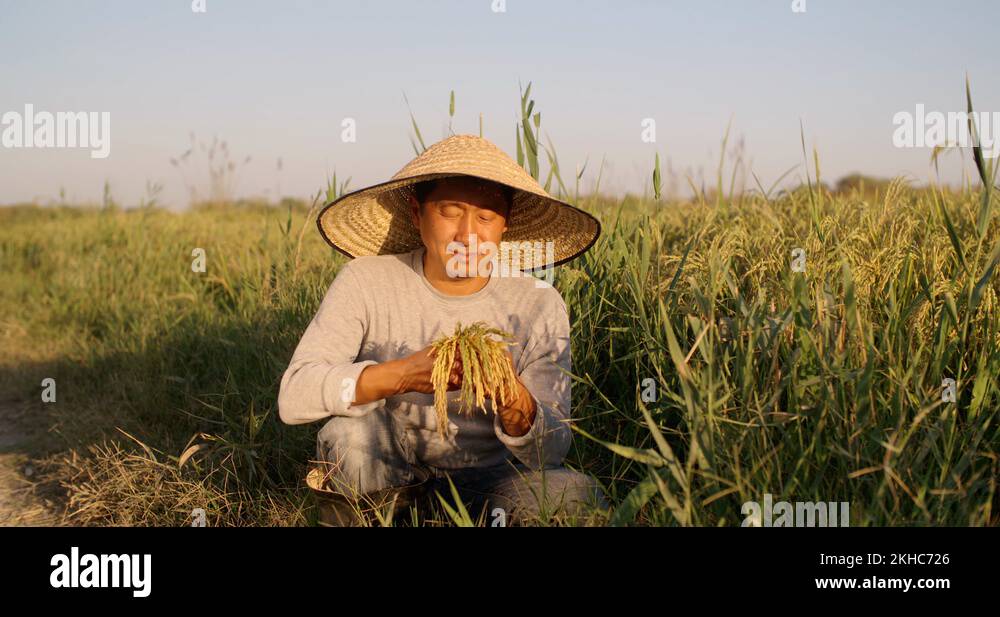 Rice checks Stock Videos & Footage - HD and 4K Video Clips - Alamy