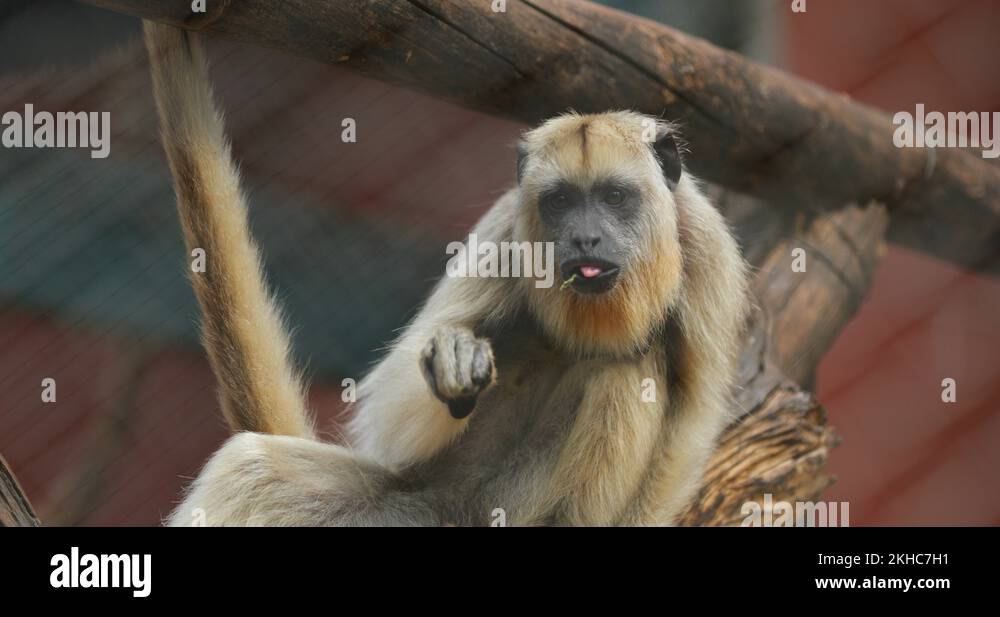 Monkey chilling Stock Videos & Footage - HD and 4K Video Clips - Alamy
