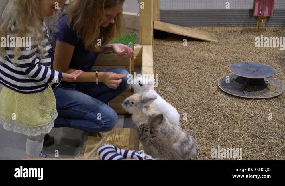 Family feeding rabbits at farm. Children with mom visiting zoo. Gimbal ...
