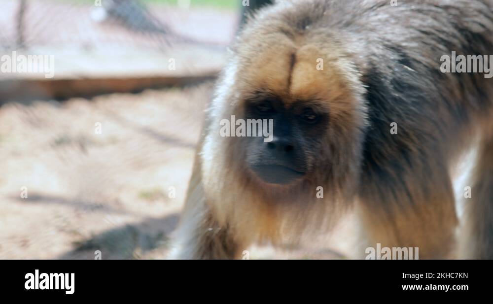 Monkey inside Stock Videos & Footage - HD and 4K Video Clips - Alamy
