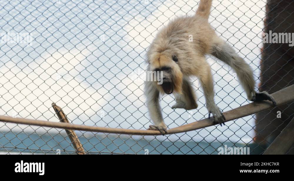 Little monkey inside cage climbing on top of a rope behind fences Stock ...