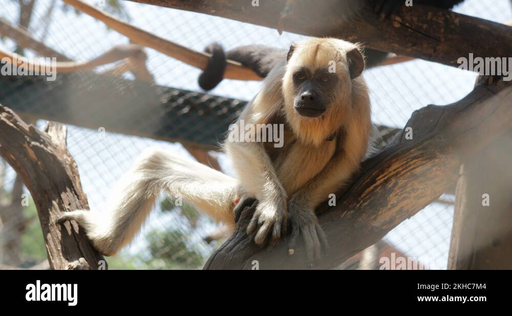 Monkey starring Stock Videos & Footage - HD and 4K Video Clips - Alamy