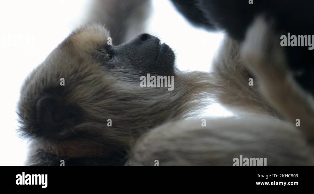 Monkey holding himself upside down. Profile shot of little monkey Stock ...