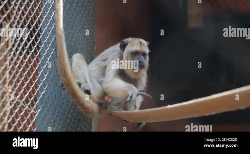 Monkey gripping branch Stock Videos & Footage - HD and 4K Video Clips ...