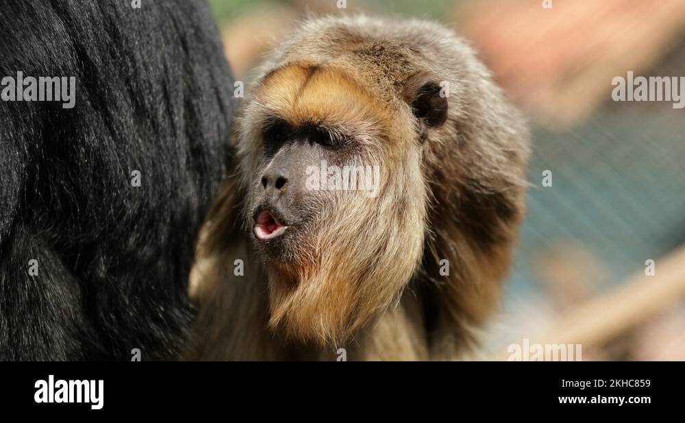 Expressive monkey Stock Videos & Footage - HD and 4K Video Clips - Alamy