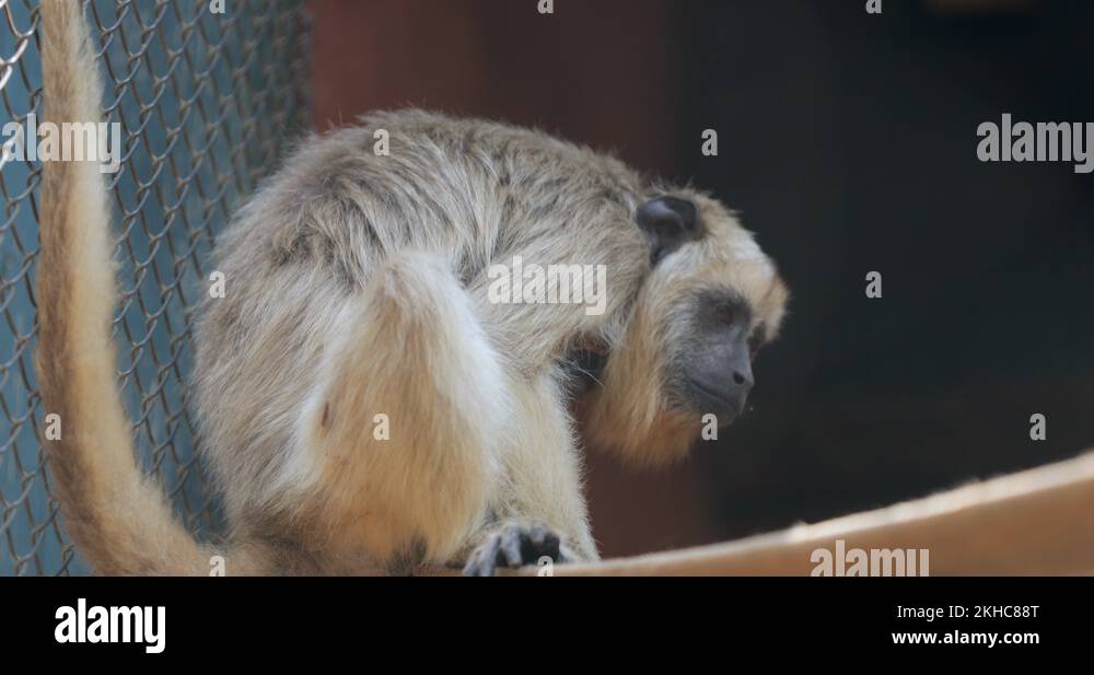 Sad looking monkey locked behind bars inside cage Stock Video Footage ...