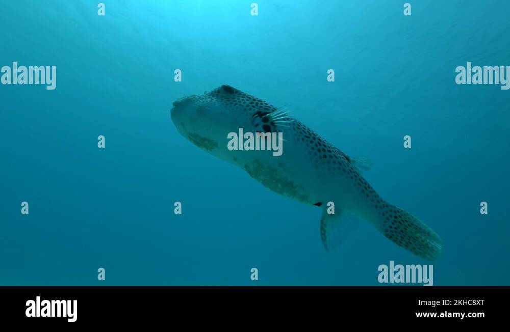 Pufferfish slowly swim in the blue water background. Low-angle shot ...
