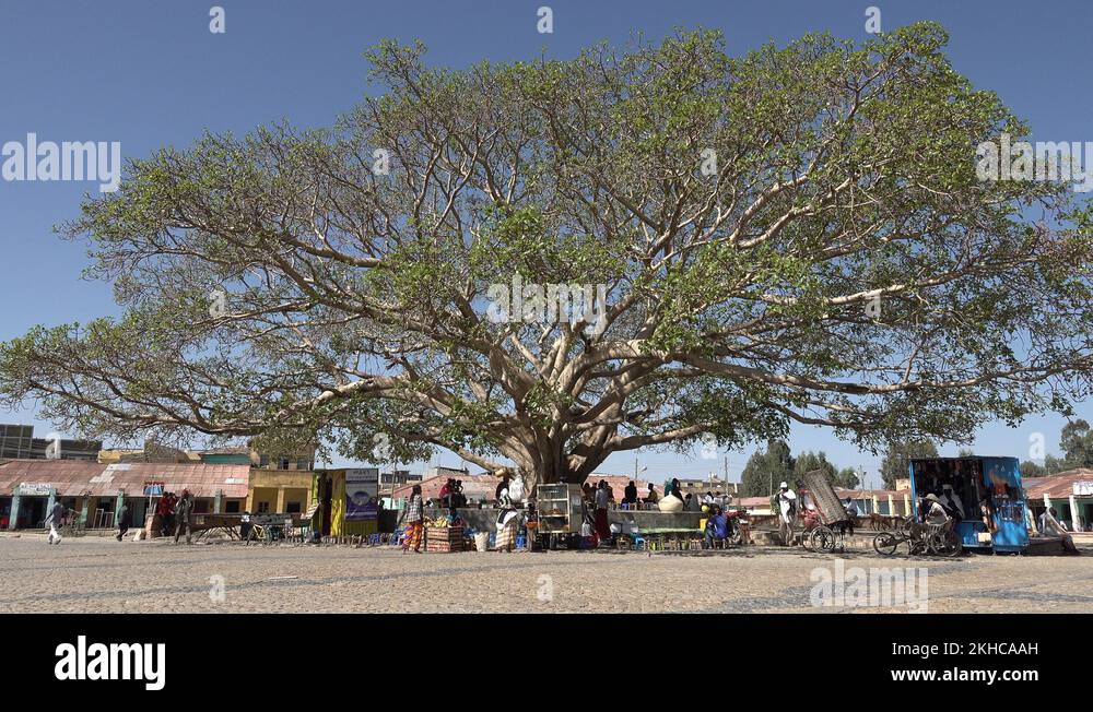 Massive old village tree in Aksum town Ethiopia Stock Video Footage - Alamy