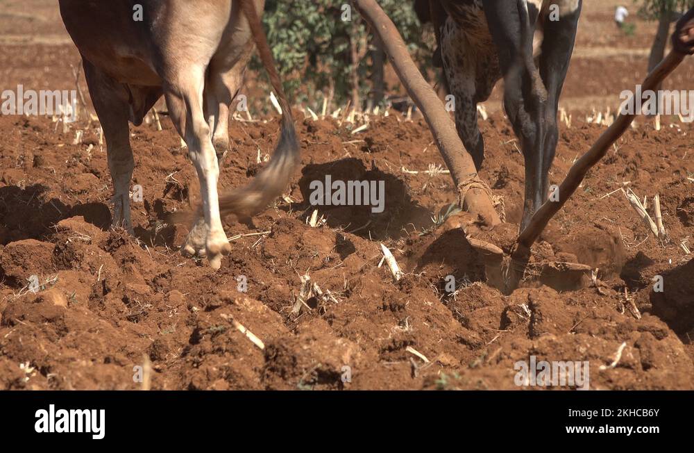Weather agriculture drought field Stock Videos & Footage - HD and 4K ...