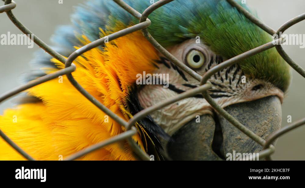 Speaking birds Stock Videos & Footage - HD and 4K Video Clips - Alamy