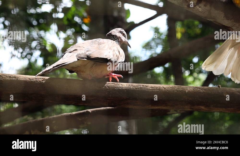 Spotted Dove (TEKUKUR Stock Video Footage - Alamy