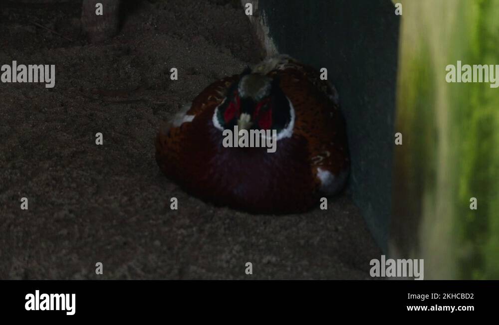 Siamese Fireback Pheasant (Pheasant Siamis Stock Video Footage - Alamy