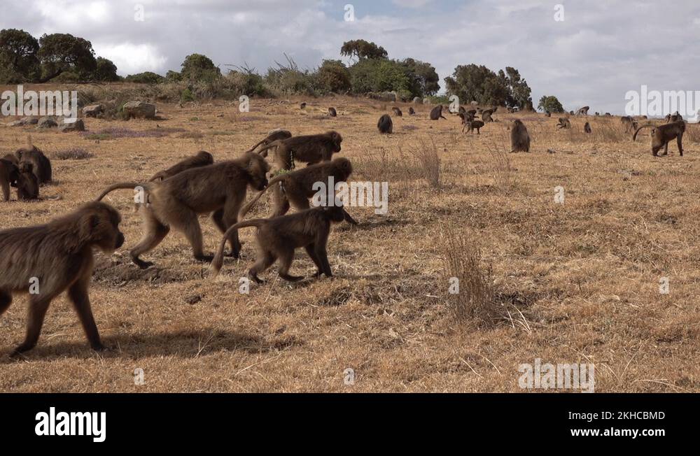 Troop baboons Stock Videos & Footage - HD and 4K Video Clips - Alamy