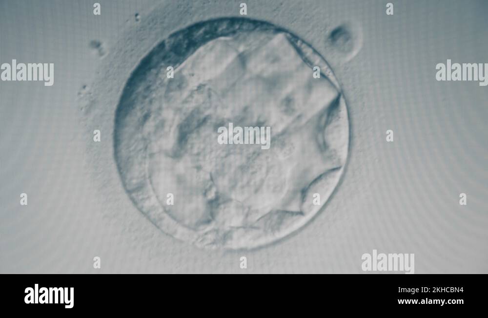 Fertilized egg cell Stock Videos & Footage - HD and 4K Video Clips - Alamy