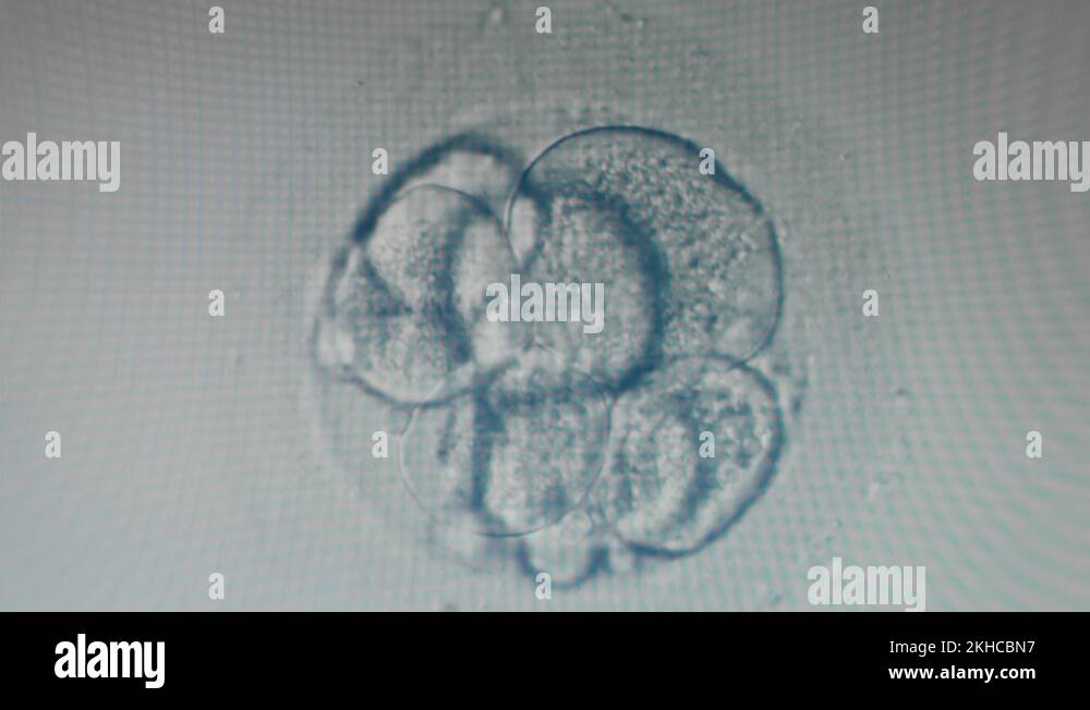 Early development of an embryo in a magnified egg cell Stock Video ...