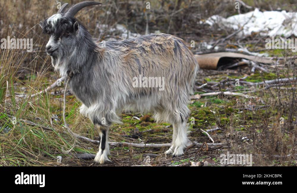 Escaped wild animal Stock Videos & Footage - HD and 4K Video Clips - Alamy