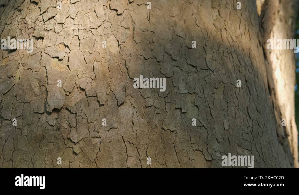 Plane tree pattern Stock Videos & Footage - HD and 4K Video Clips - Alamy