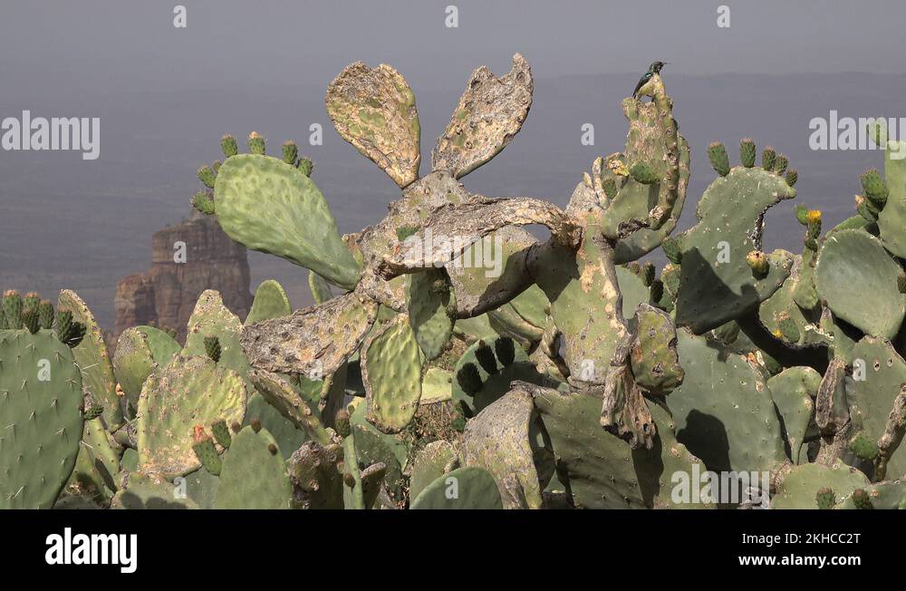 Africa ethiopia landscape tigray Stock Videos & Footage - HD and 4K ...