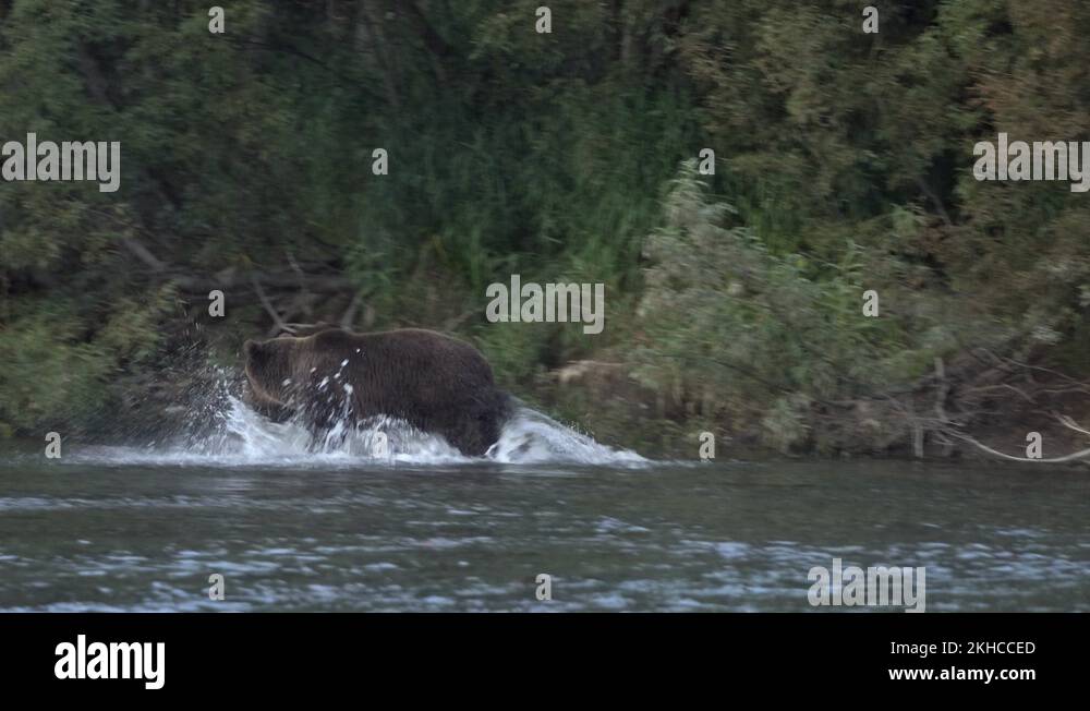 Chasing salmon Stock Videos & Footage - HD and 4K Video Clips - Alamy